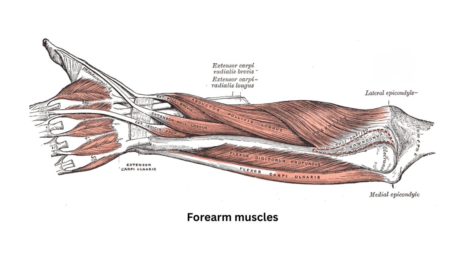 What causes muscle spasms in forearm? - ANF