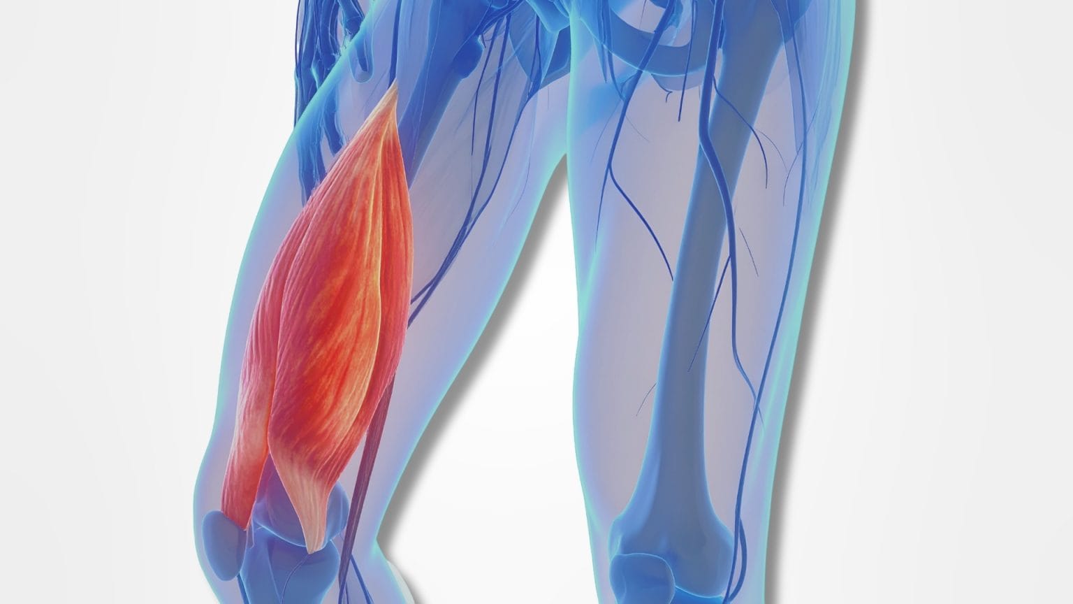 What is Upper or Proximal Hamstring Tendinopathy? - ANF